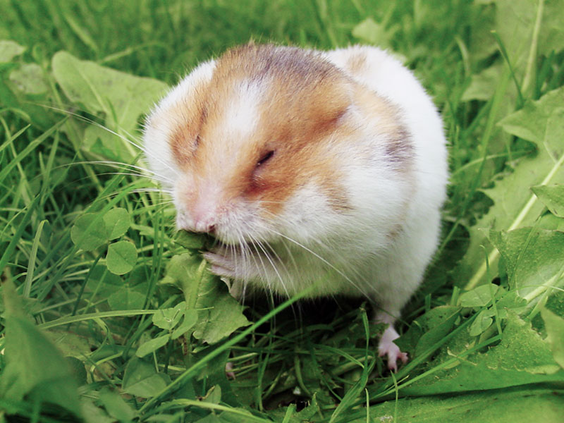 Pets gallery - Florida Water Star